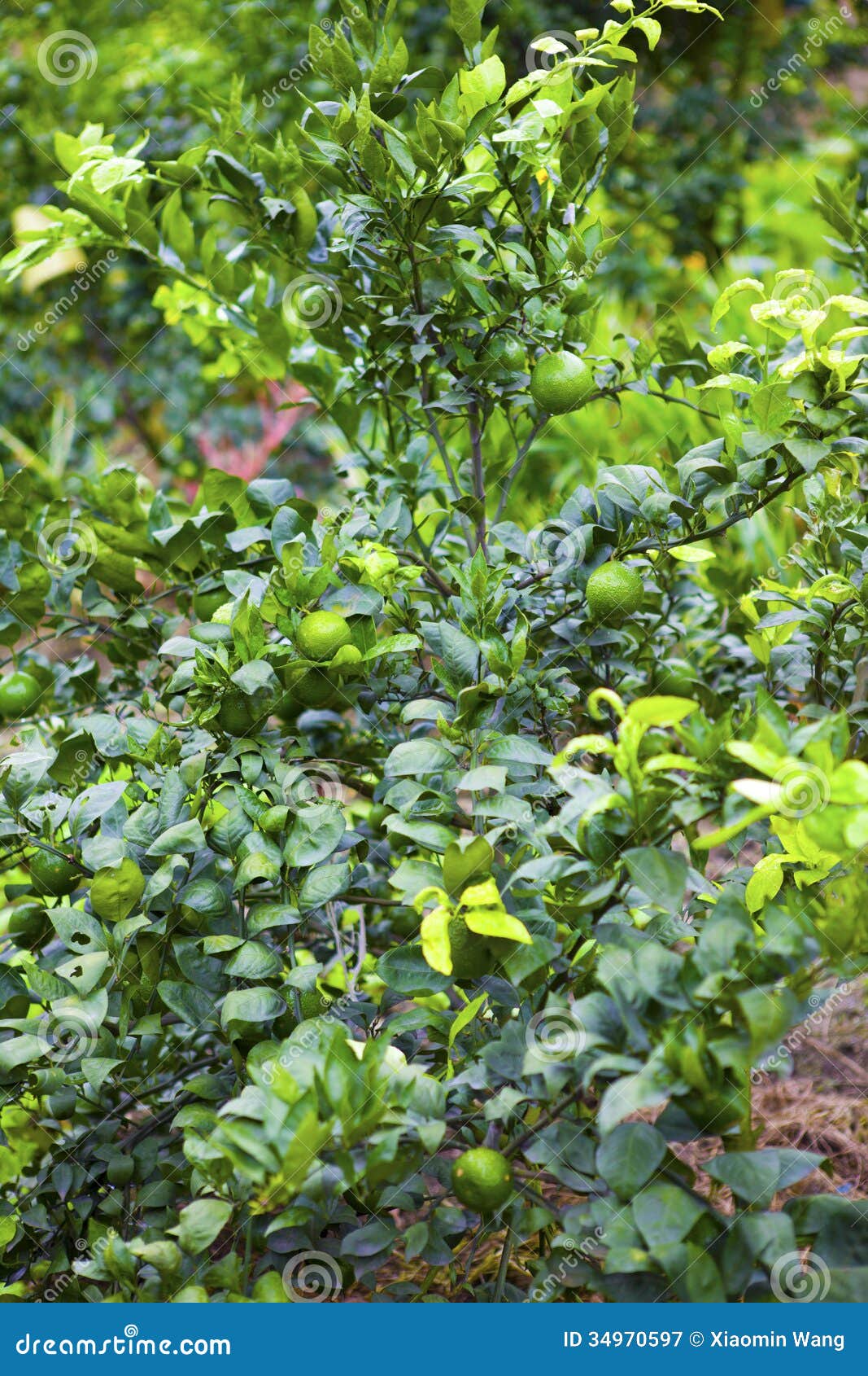 Orange trees stock image. Image of flagrant, green, healthy - 34970597