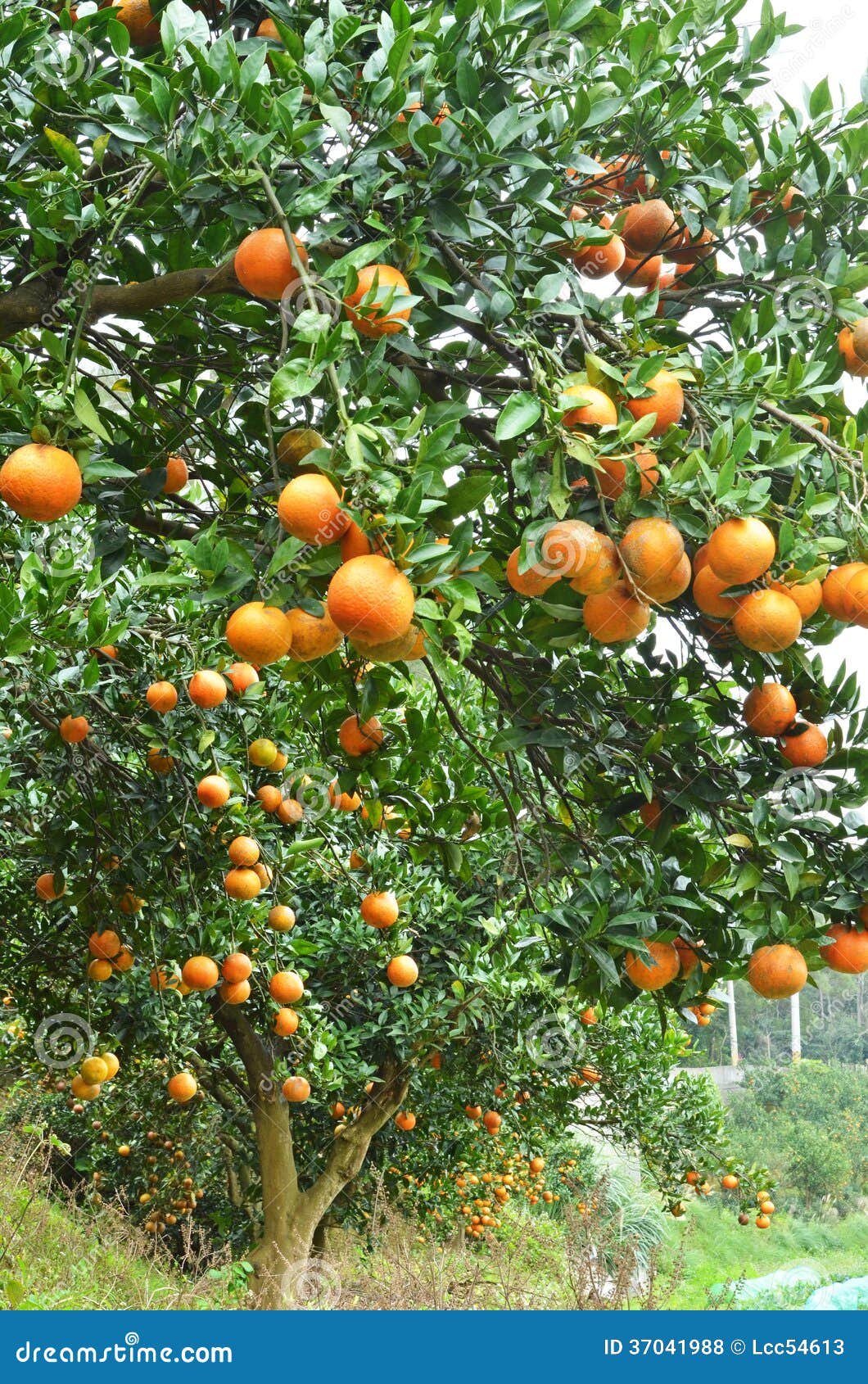 Orange trees stock photo. Image of tropical, harvest - 37041988