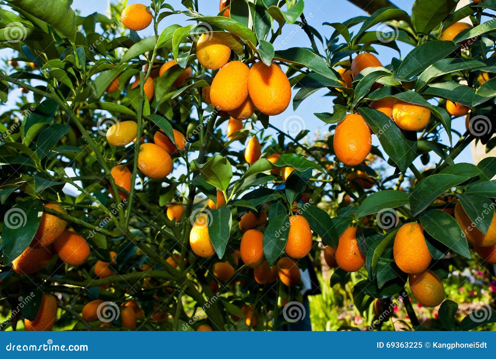 Orange Trees with Fruits on Plantation Stock Image - Image of crops ...