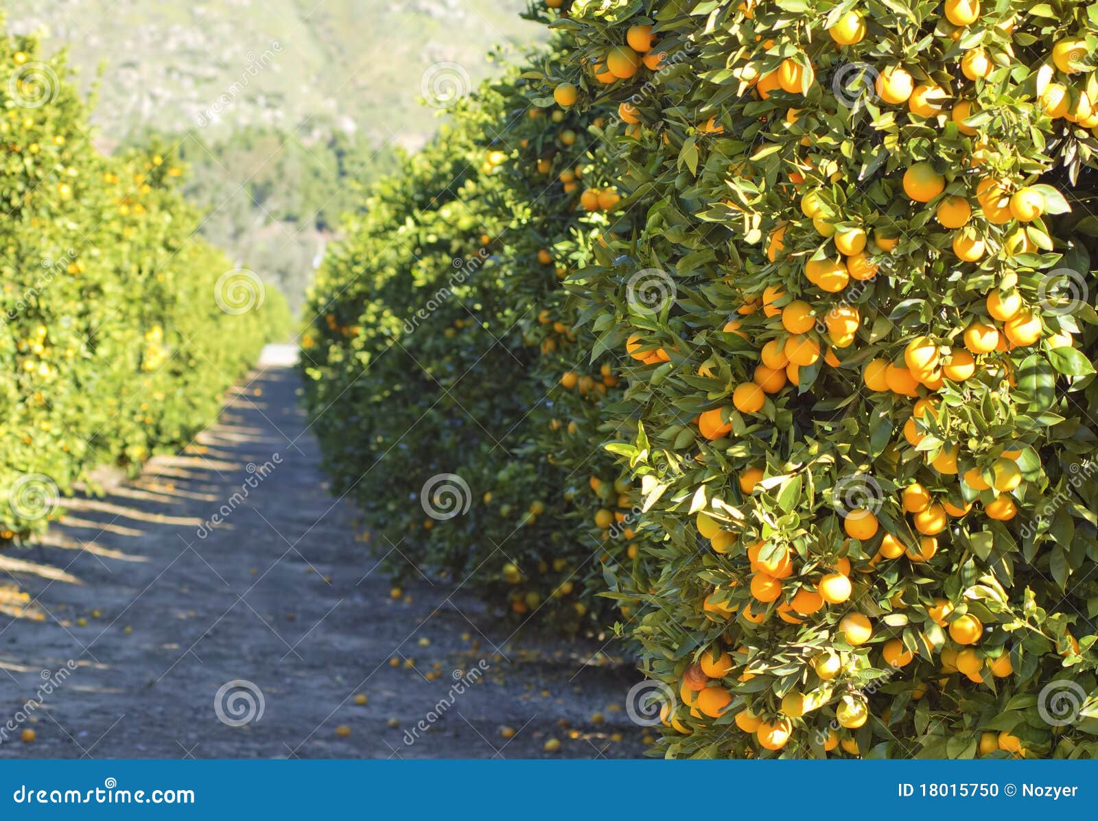 Orange trees in garden stock photo. Image of leaves, fallen - 18015750