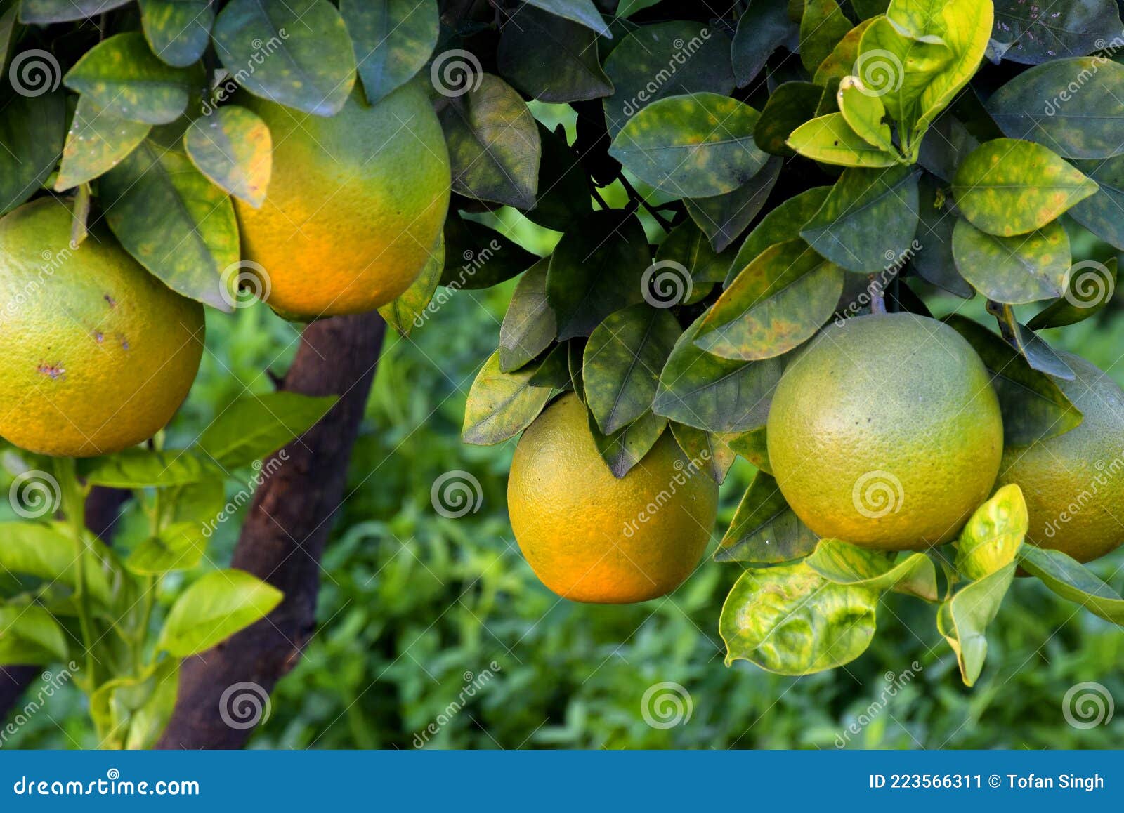 Orange Trees in the Garden, Beautiful View of the Evening Stock Image ...