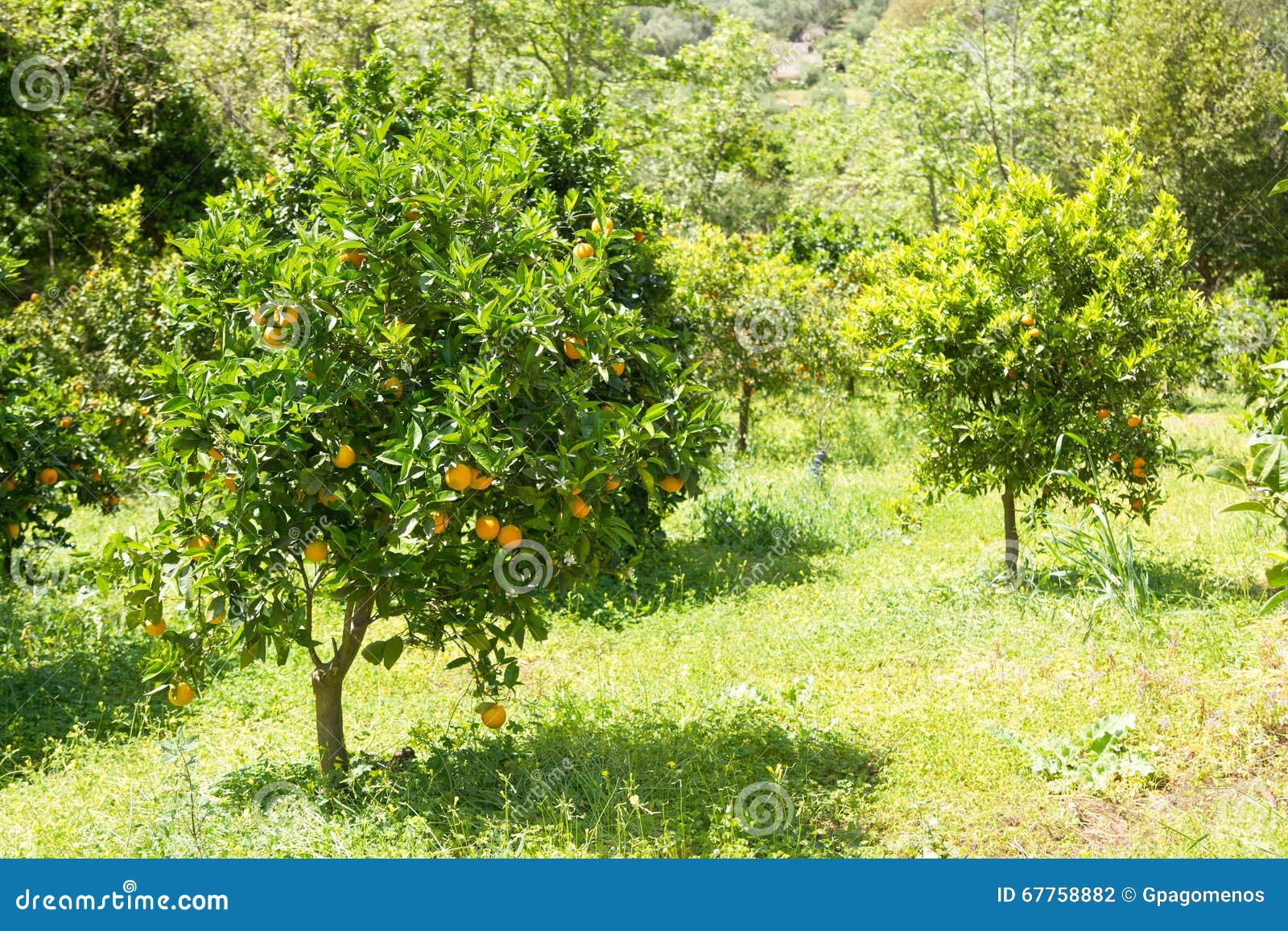 Orange Trees with Juicy Oranges in Spring. Stock Photo - Image of ...