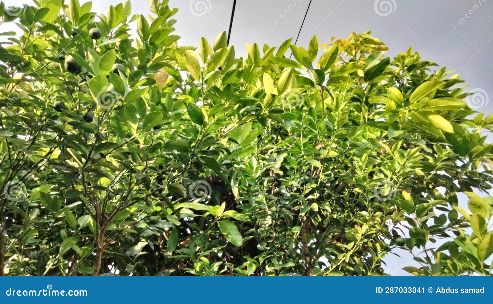 Orange Trees and Mango Trees Side by Side in the Shade of the Sun Stock ...