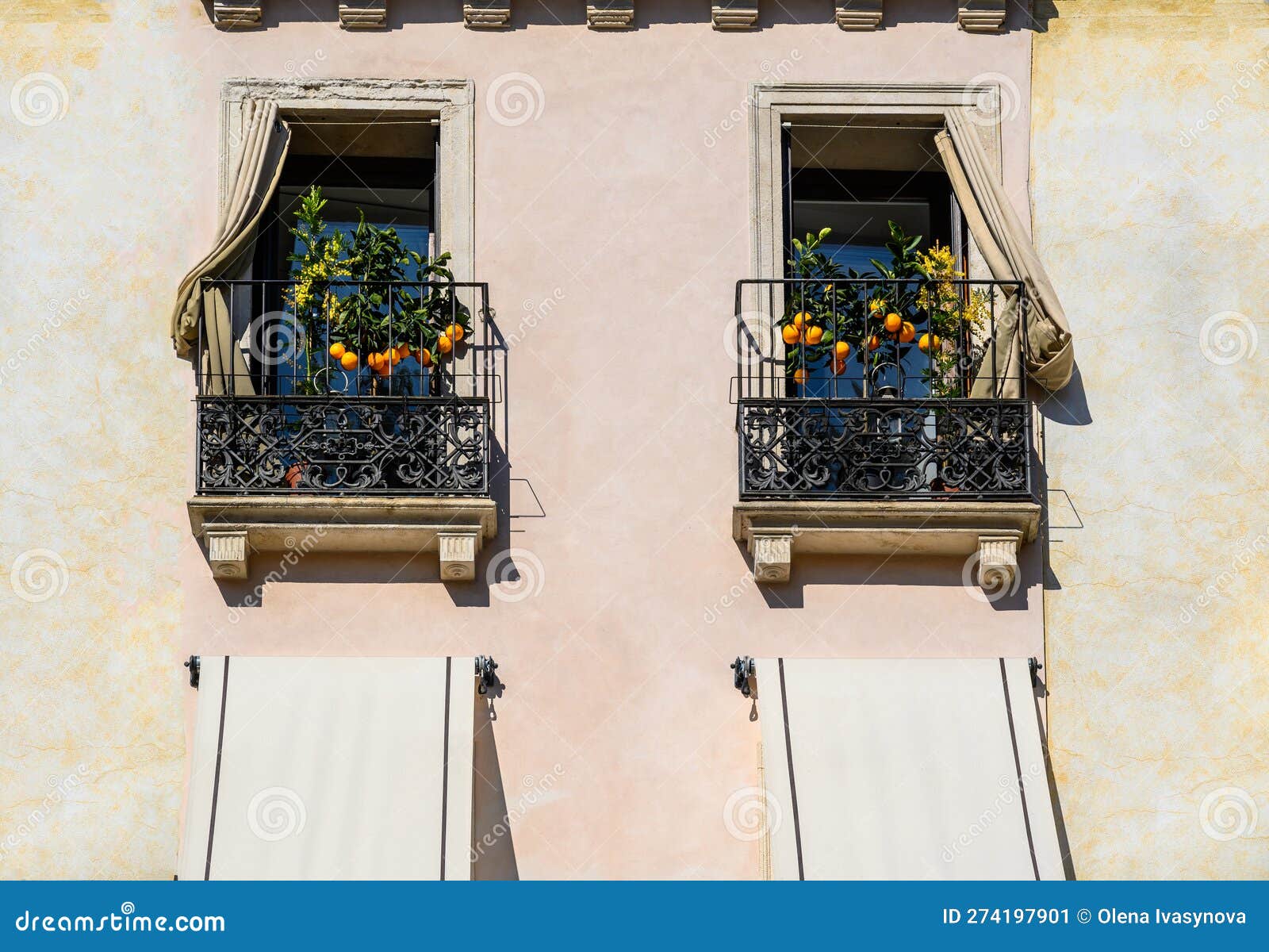 Orange Trees and Mimosa Grow on Two Beautiful Balconies Stock Image ...