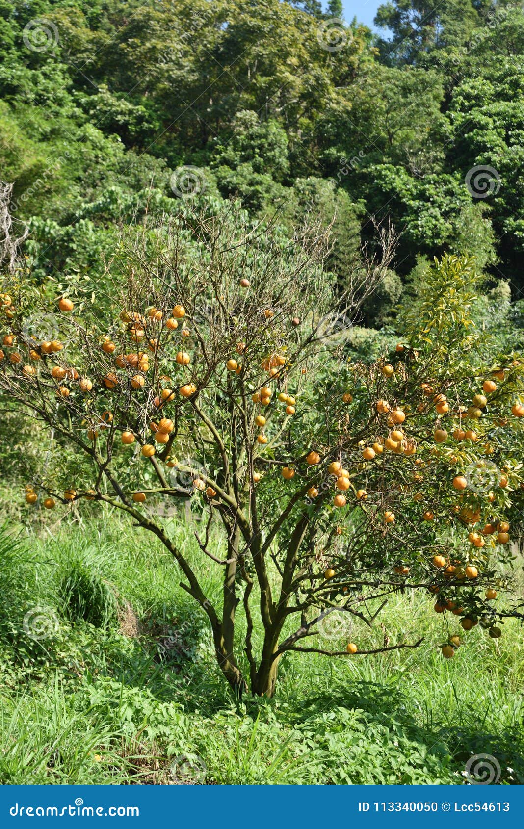 Orange trees stock photo. Image of plant, fruit, foliage - 113340050 Orange trees stock photo. Image of plant, fruit, foliage - 113340050
