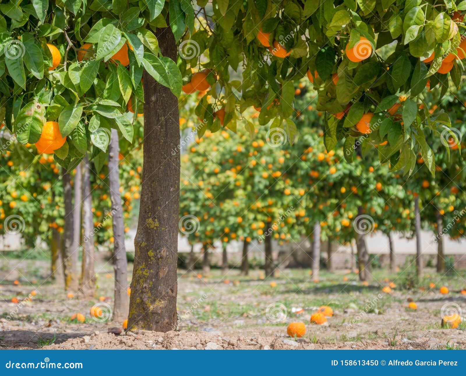 Orange Trees with Oranges Outdoors Stock Photo - Image of healthy ...