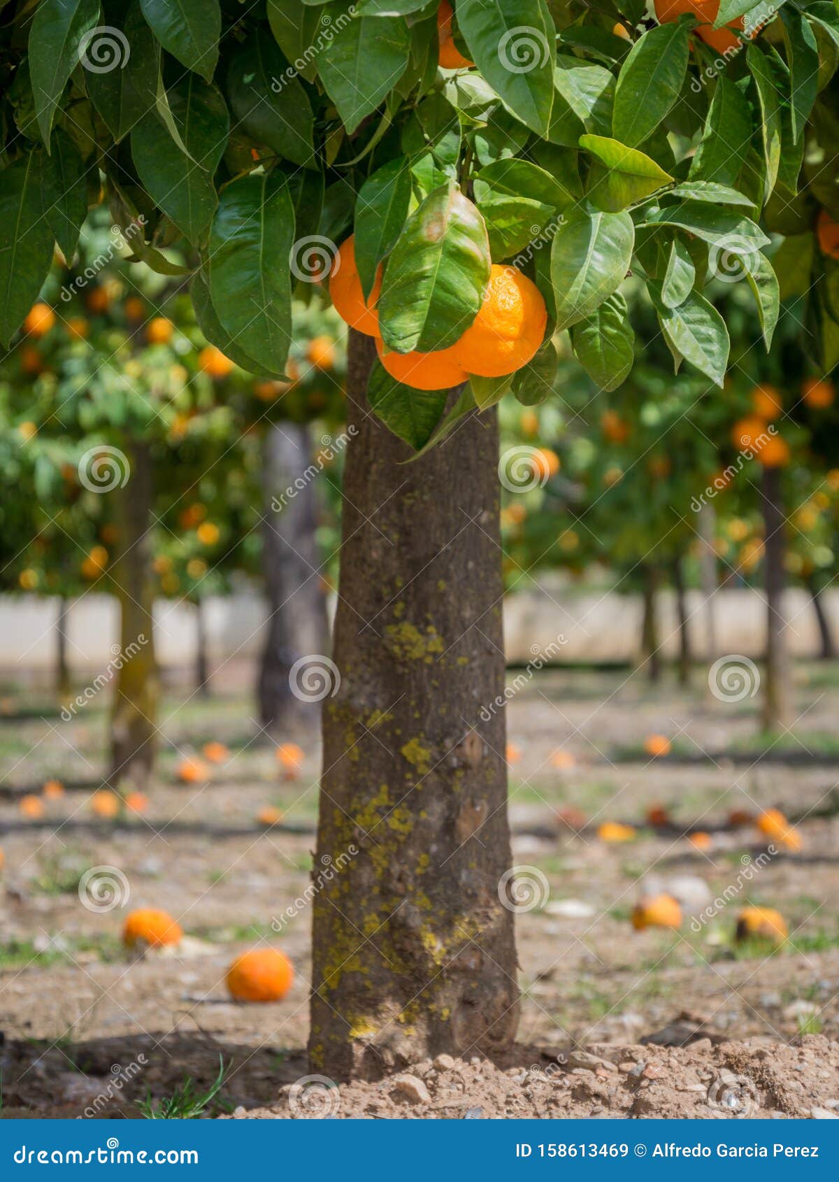 Orange Trees with Oranges Outdoors Stock Image - Image of falling ...