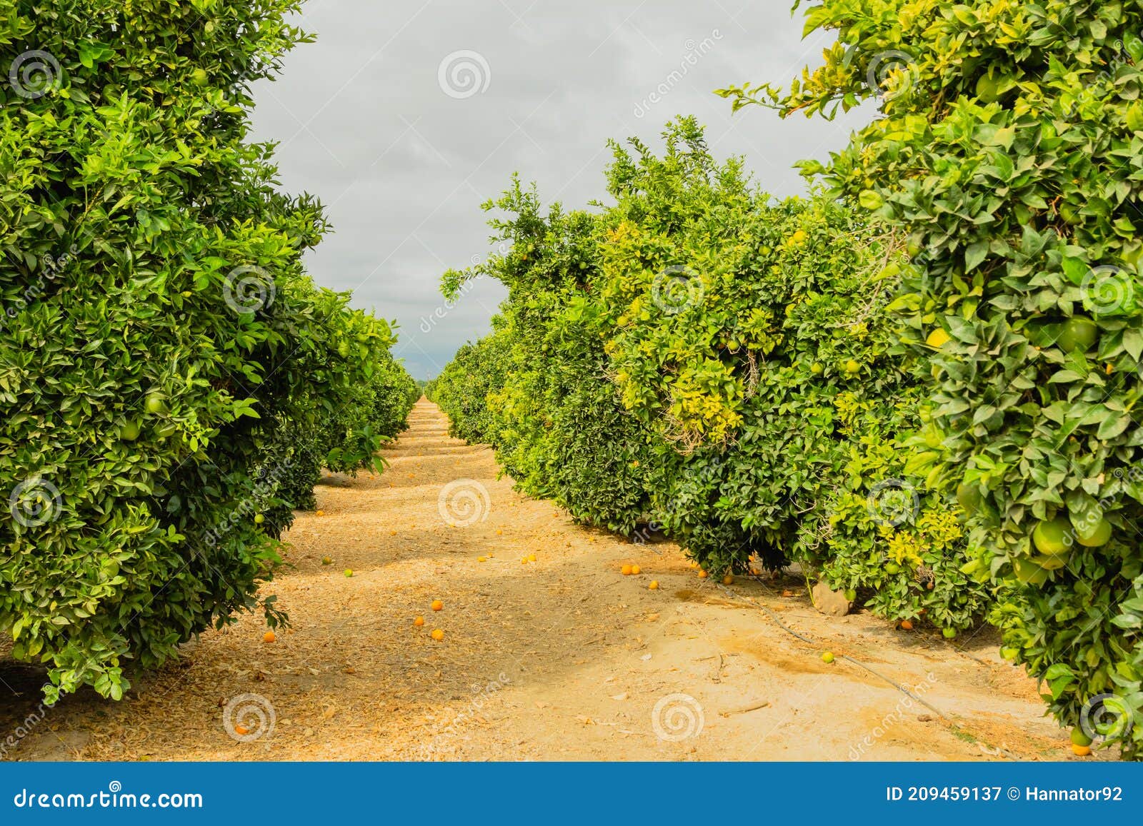 Orange trees in an orchard stock image. Image of crop - 209459137
