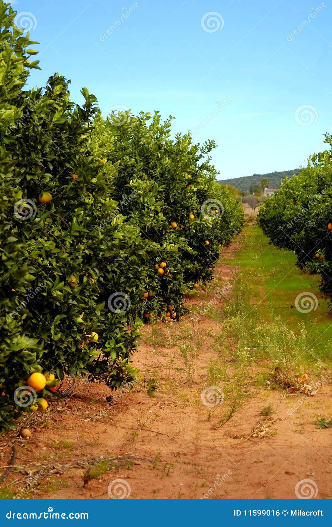 Orange trees plantation stock photo. Image of plants - 11599016