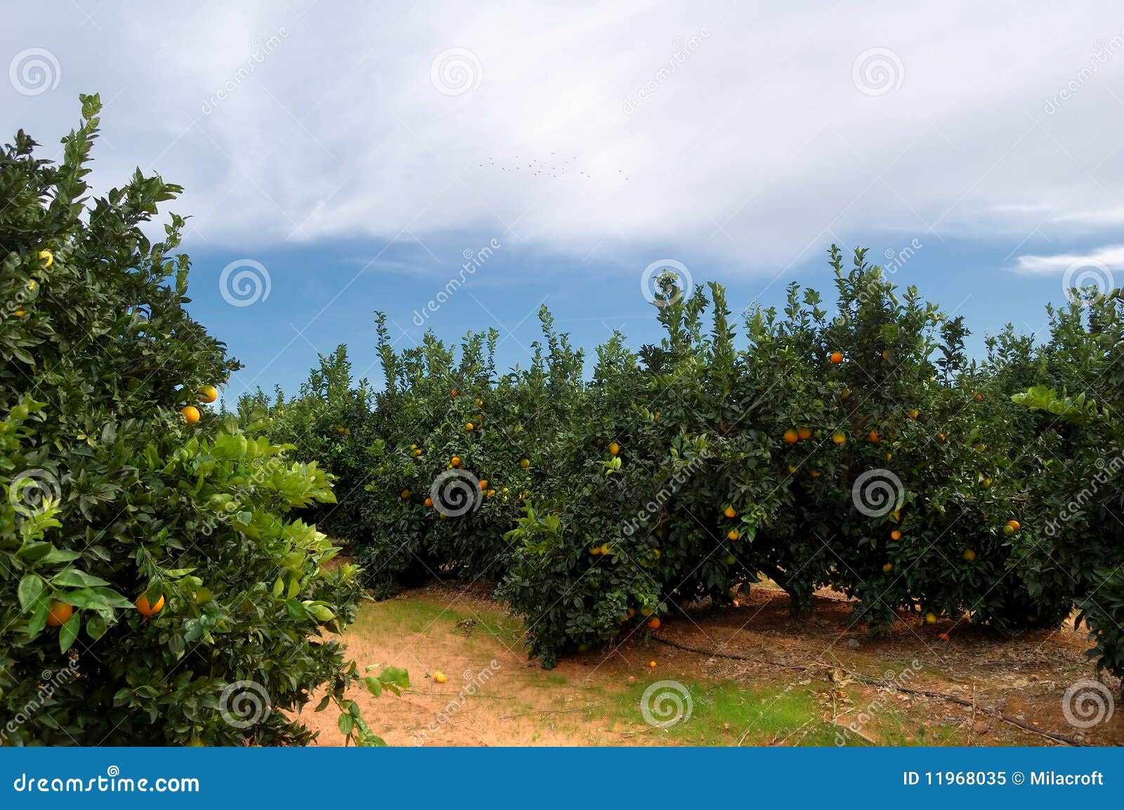 Orange trees plantation stock image. Image of orange - 11968035