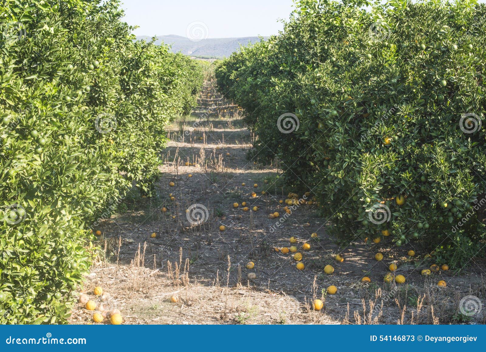 Orange trees in plantation stock image. Image of farm - 54146873