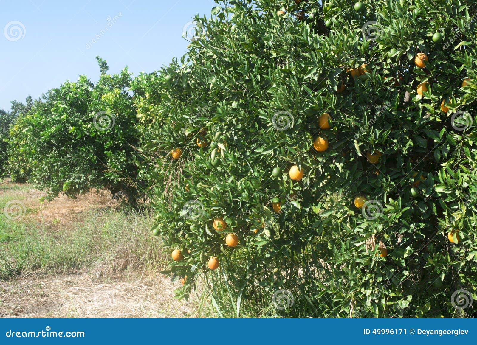 Orange trees in plantation stock image. Image of plantation - 49996171