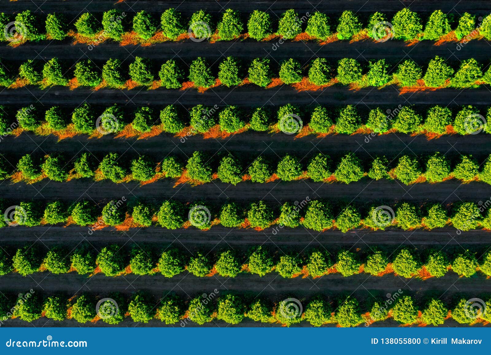 Orange Trees Plantation Pattern Stock Photo - Image of fresh ...
