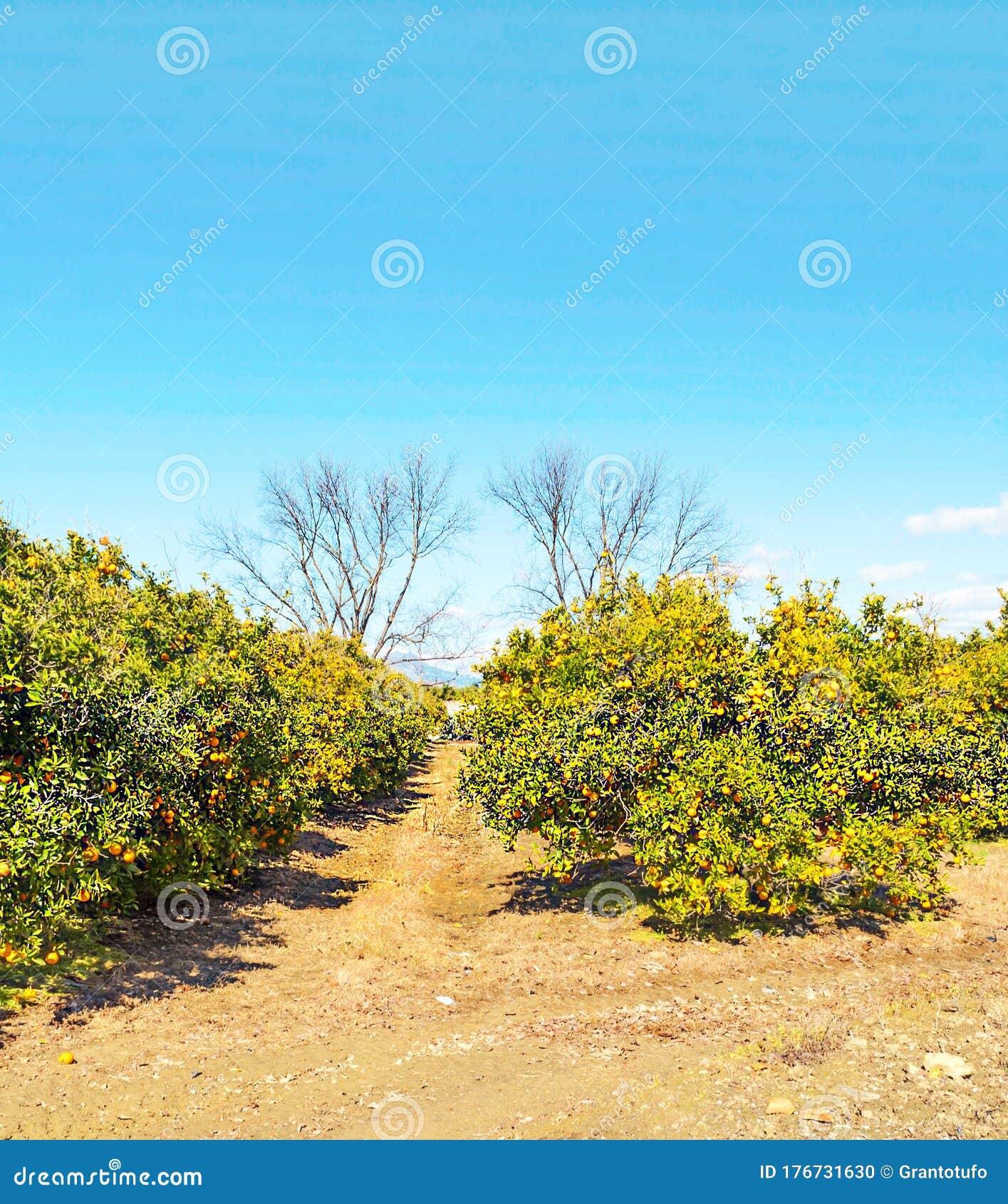 Orange trees in vertical stock photo. Image of harvest - 176731630