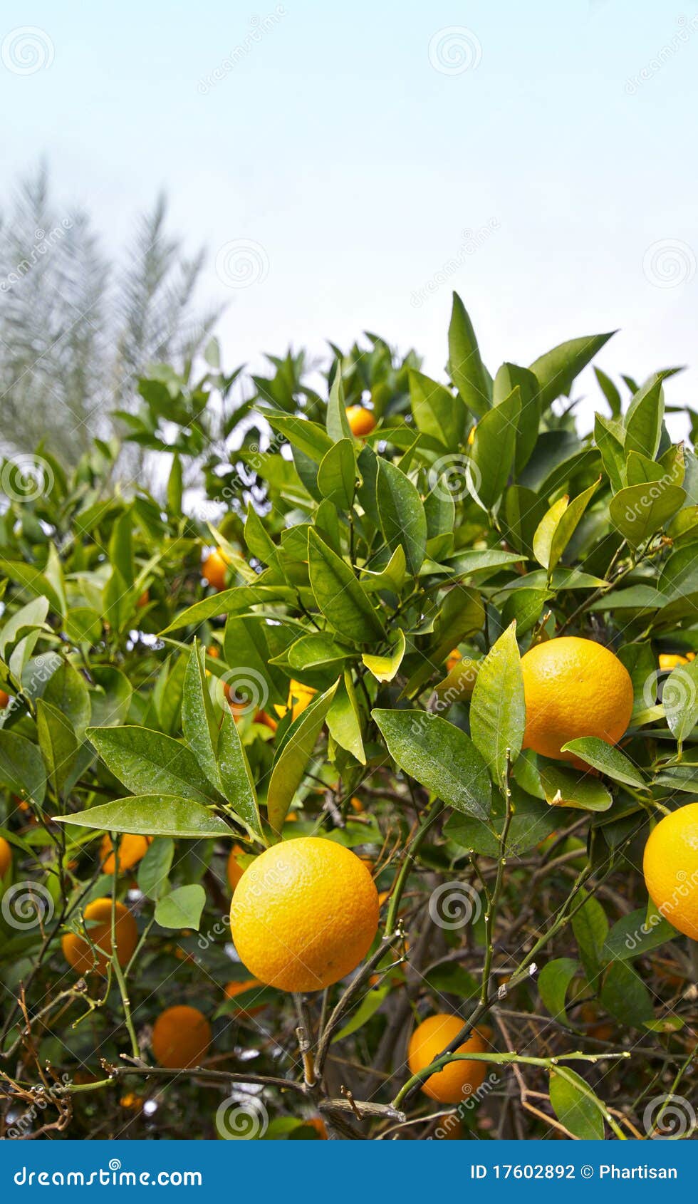 Ripe Mix Of Fruit Royalty-Free Stock Photo | CartoonDealer.com #55842003