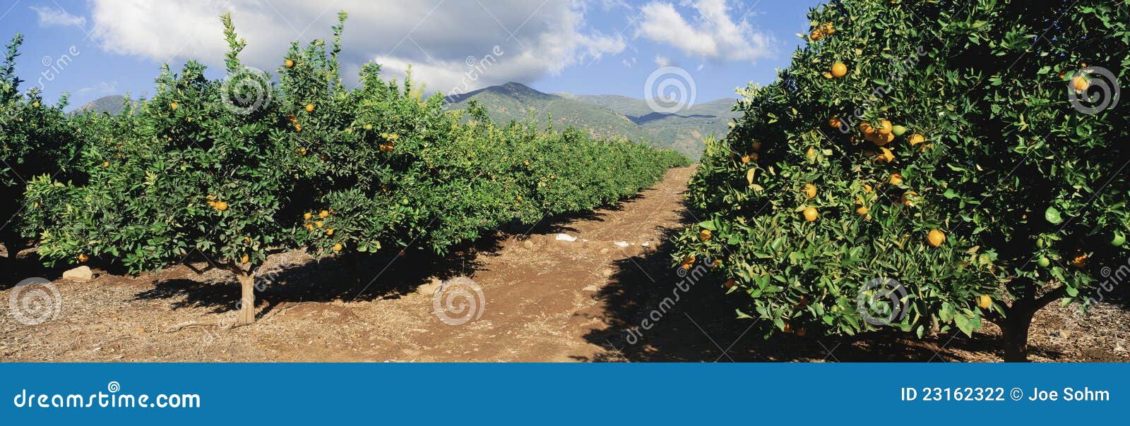 Orange Trees with Ripe Oranges Stock Photo - Image of ojai, natural ...