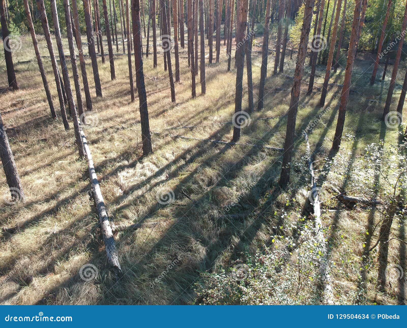 Thin tree trunks stock photo. Image of tree, trunks - 129504634