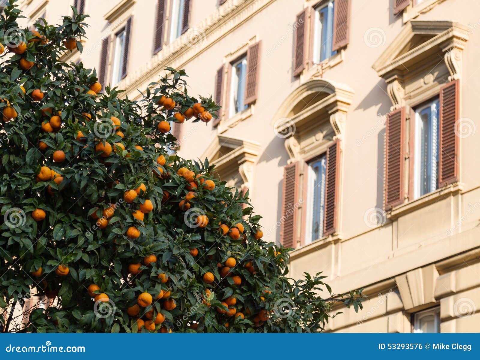 Orange Trees in Rome stock photo. Image of architecture - 53293576