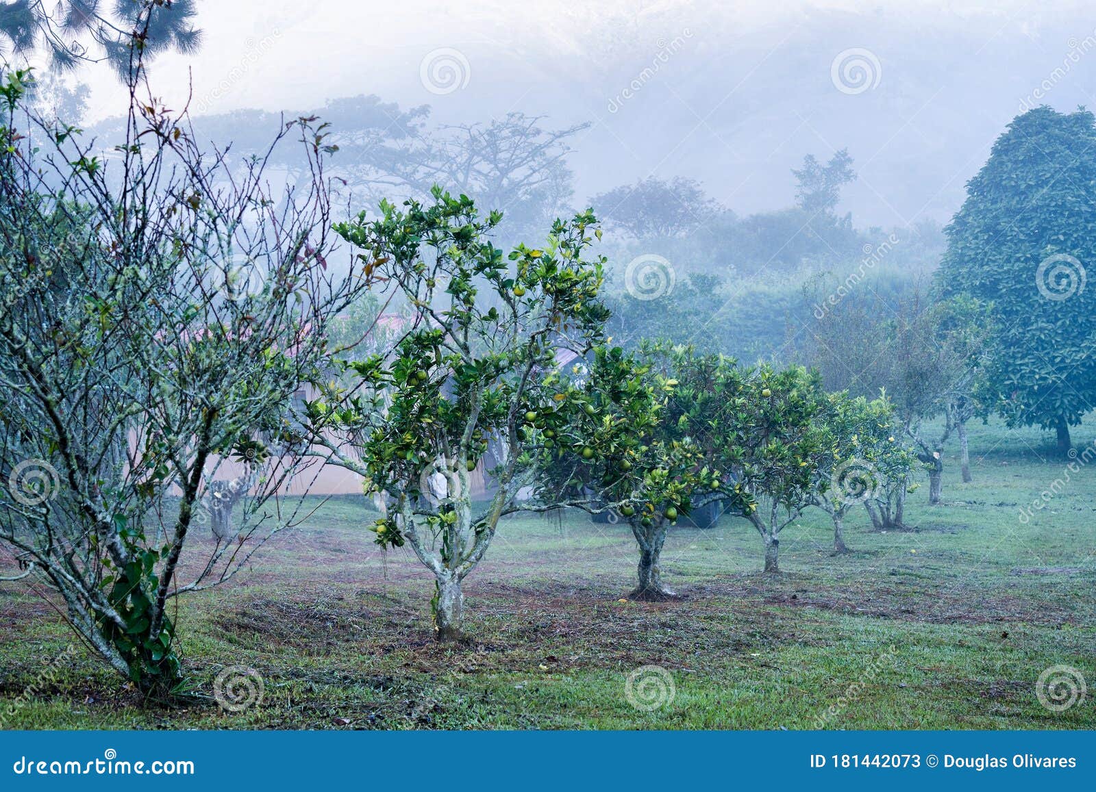 Orange trees in a row stock image. Image of growth, people - 181442073