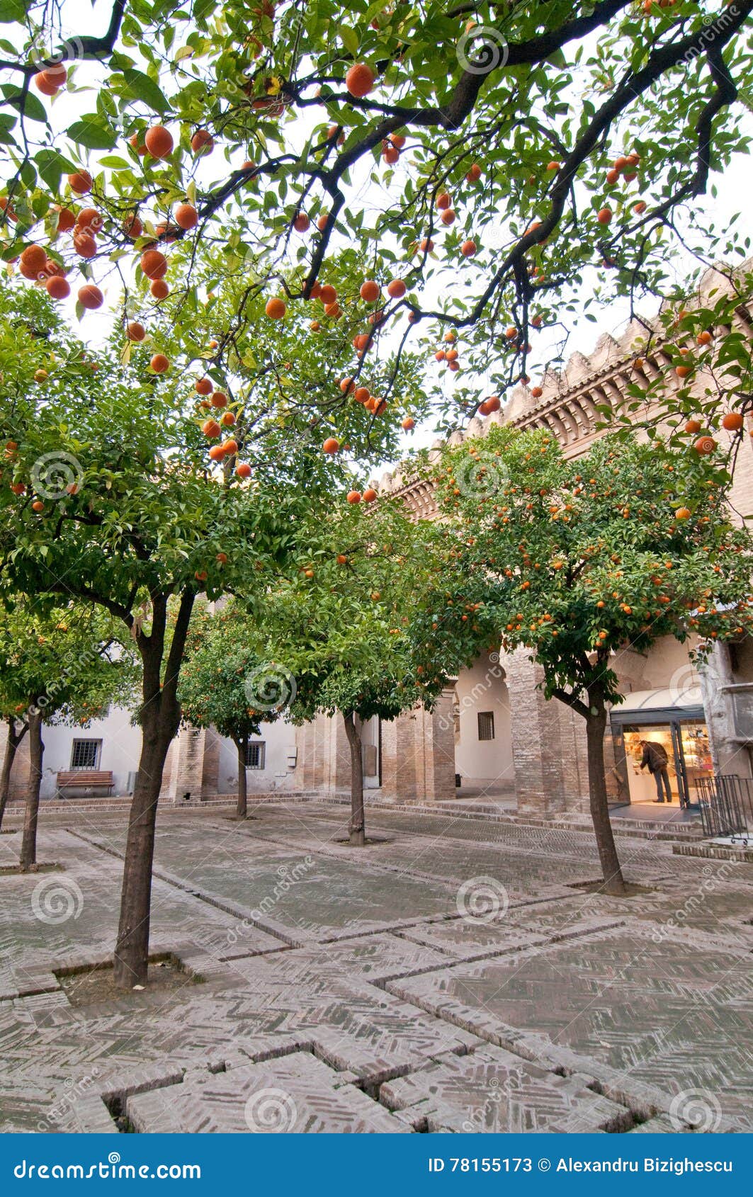 Orange Trees in a Small Square in Sevilla, Spain Stock Image - Image of ...