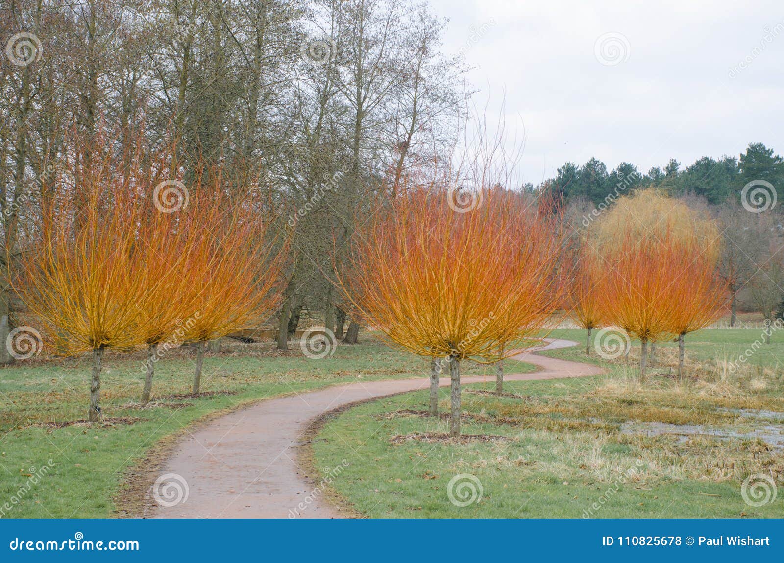 Orange Trees in Winter Time Stock Photo - Image of orange, beautiful ...