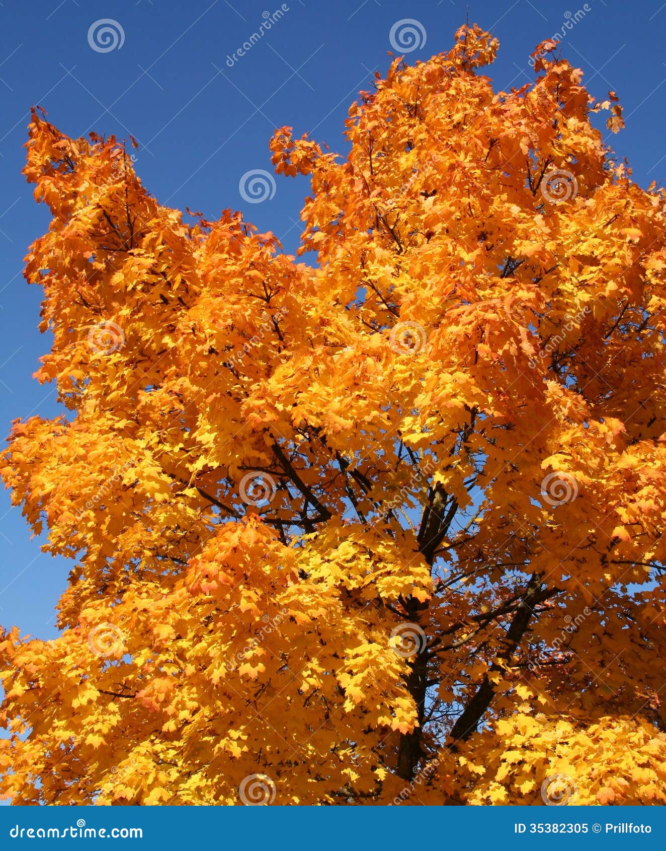 Orange treetop stock image. Image of autumn, colorful - 35382305