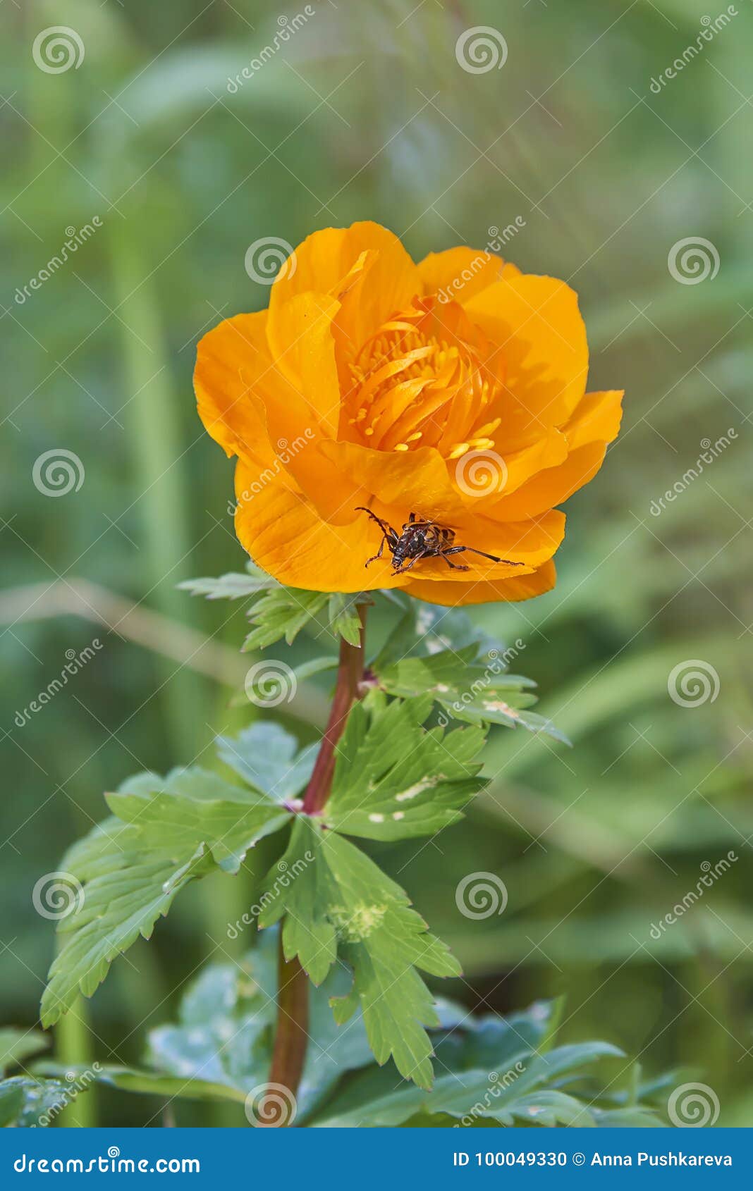 Orange Trollius with Small Insect in the Middle - Blooming Globeflower ...