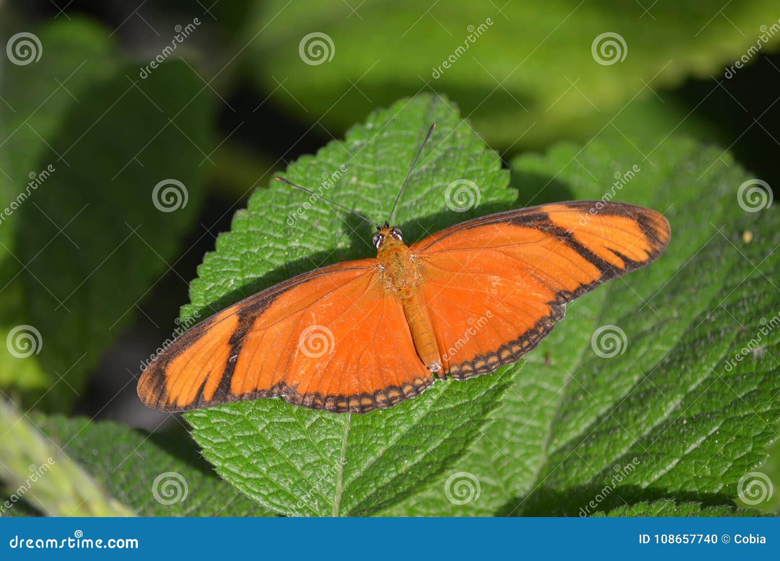 Orange Tropical Butterfly with Opened Wings Stock Photo - Image of ...