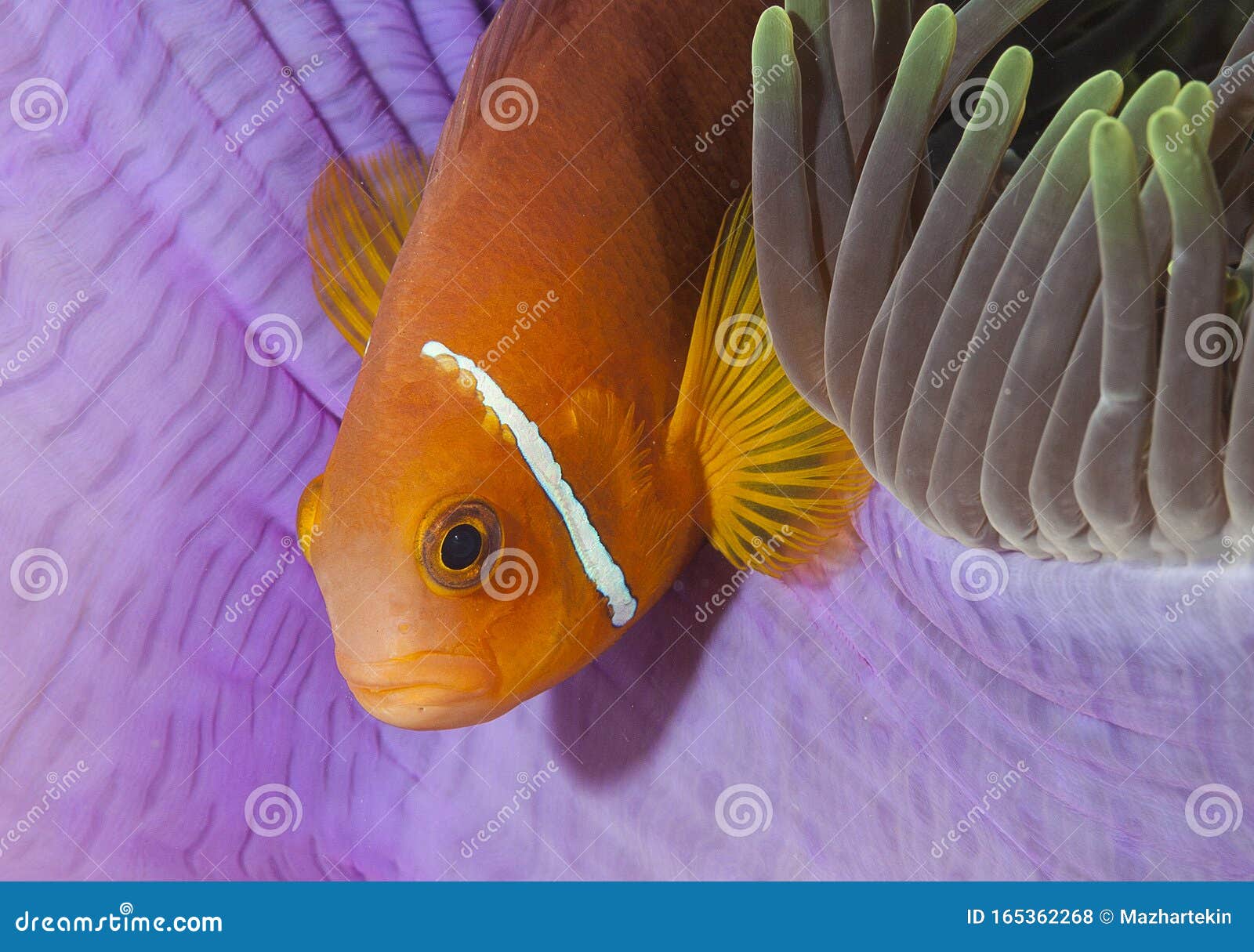 Orange Tropical Fish in the Coral Reef on Maldive Islands. Stock Photo ...