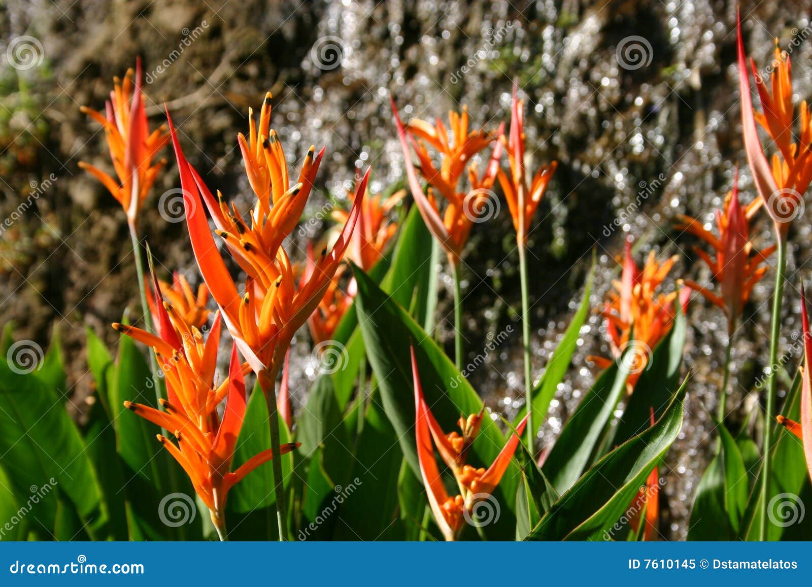 Orange Tropical Flowers Royalty-Free Stock Photo | CartoonDealer.com ...