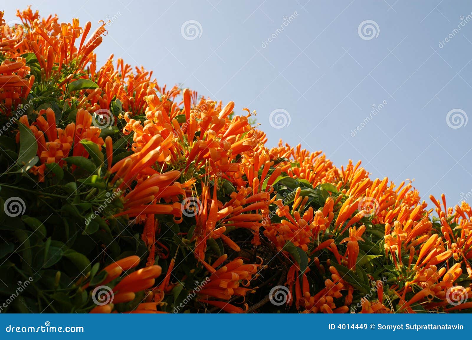 Orange trumpet stock image. Image of miers, colorful, trumpet - 4014449