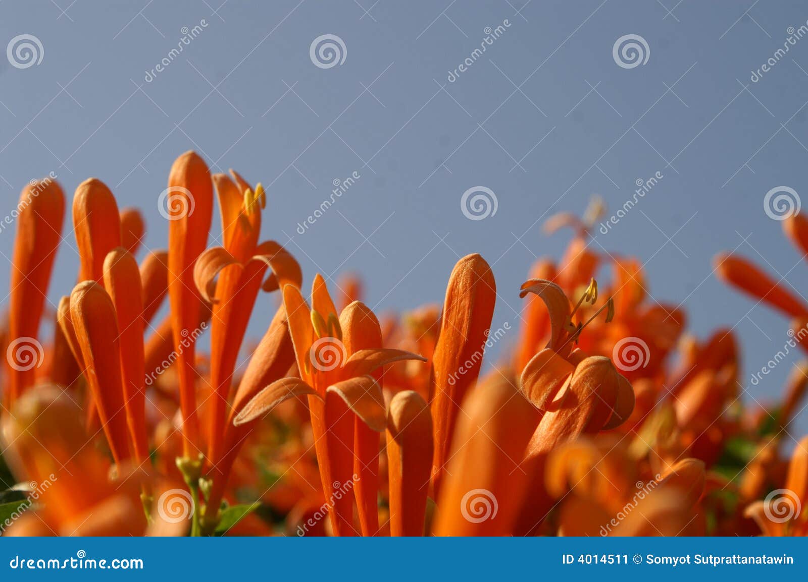 Orange Trumpet Creeper Or Trumpet Vine. Campsis Radicans Stock ...