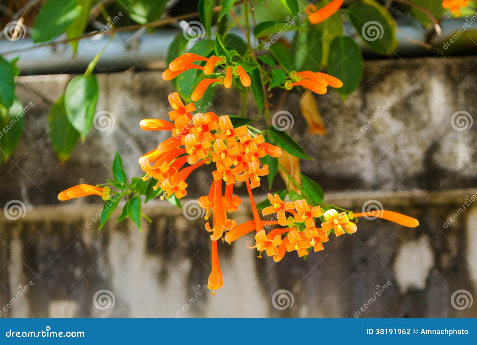 Flame Flower(Justicia Fragilis Wall.,Gendarussa Vulgaris Nees) Royalty ...