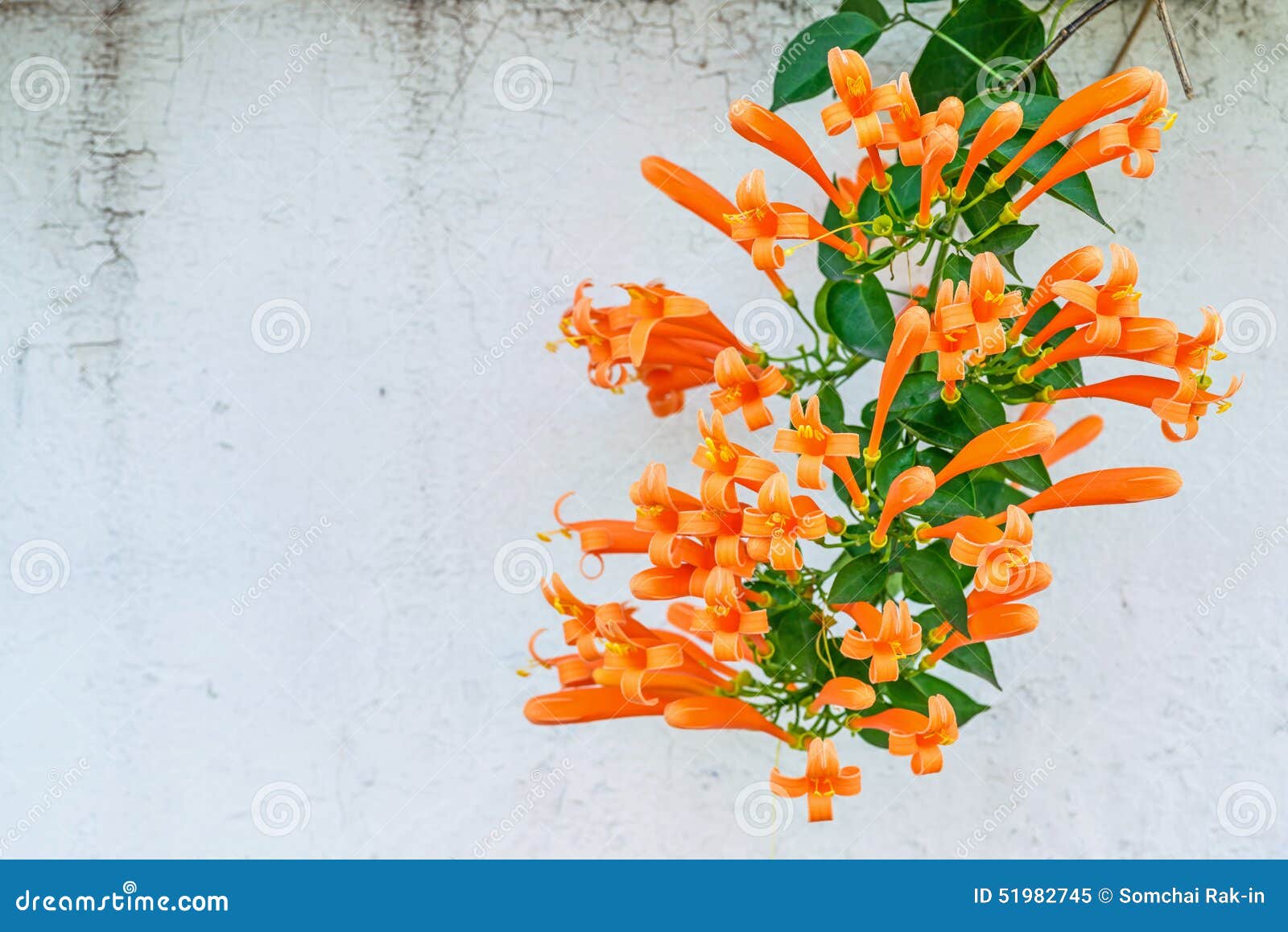 Orange Trumpet, Flame Flower, Fire-cracker Vine,Pyrostegia Venus Stock ...