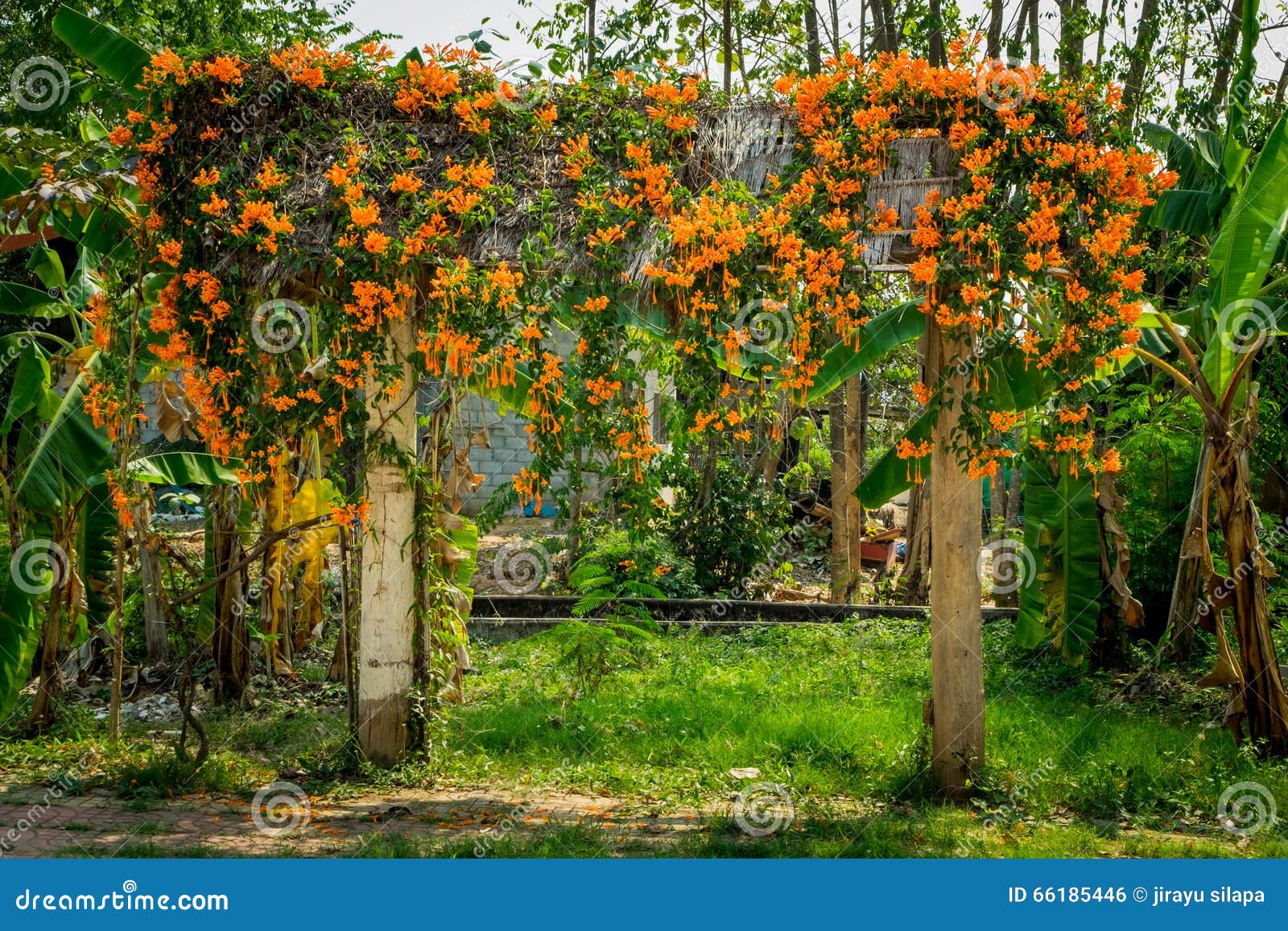 Orange trumpet vine stock photo. Image of wall, wild - 66185446