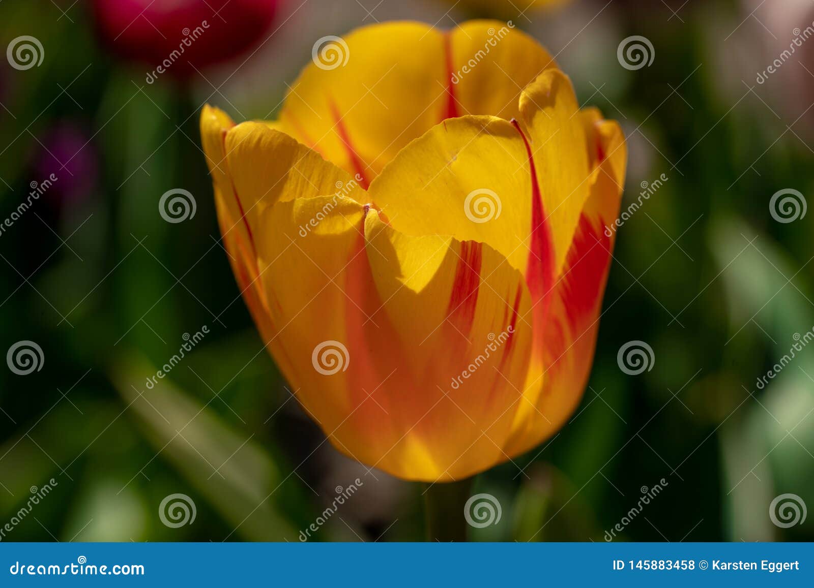 Orange Tulip Stands in Front of a Tulip Field Stock Photo - Image of ...