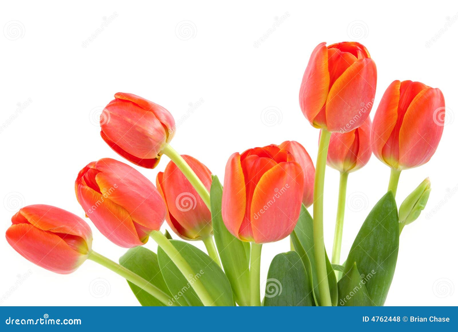 Orange Tulips stock photo. Image of easter, stem, bloom - 4762448