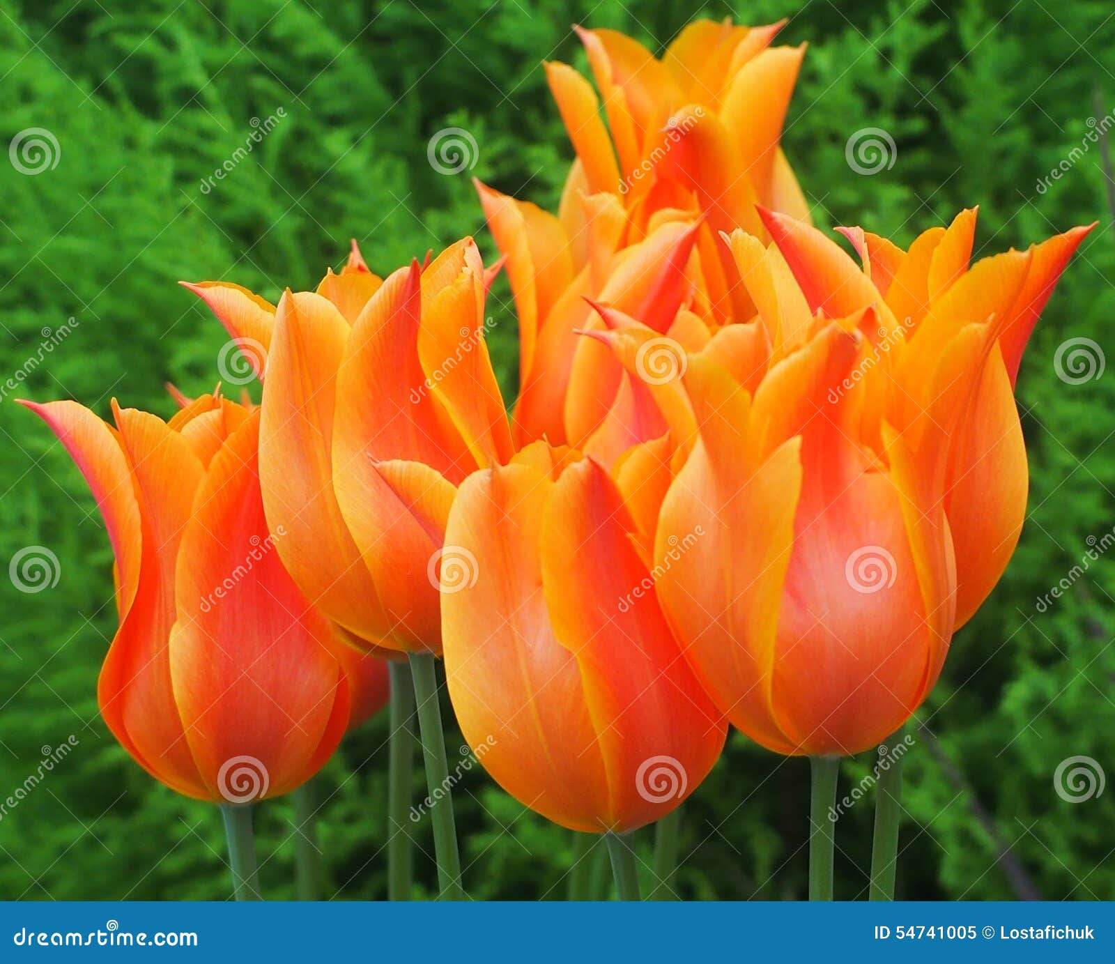 Orange Tulips stock image. Image of vegetation, holland - 54741005