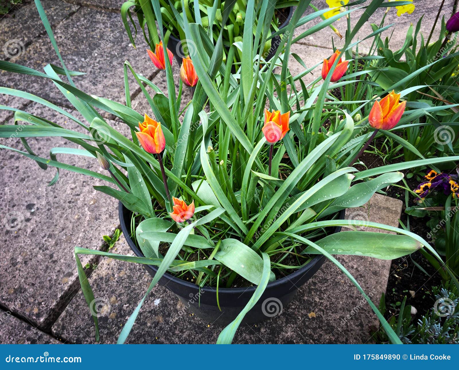 Orange Tulips in Garden Container Stock Photo - Image of flowers, bulbs ...