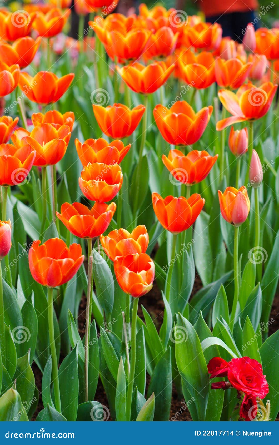 Orange Tulips Flower in Garden Stock Photo - Image of stem, decorative ...