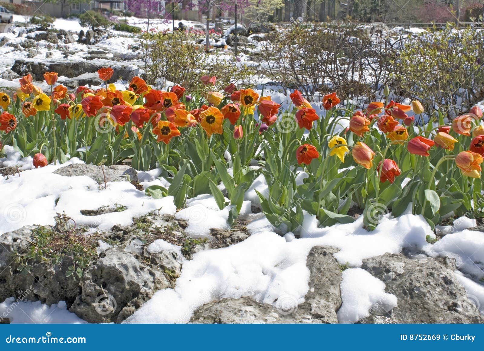 Orange Tulips in Spring Snow Stock Image - Image of tulips, orange: 8752669