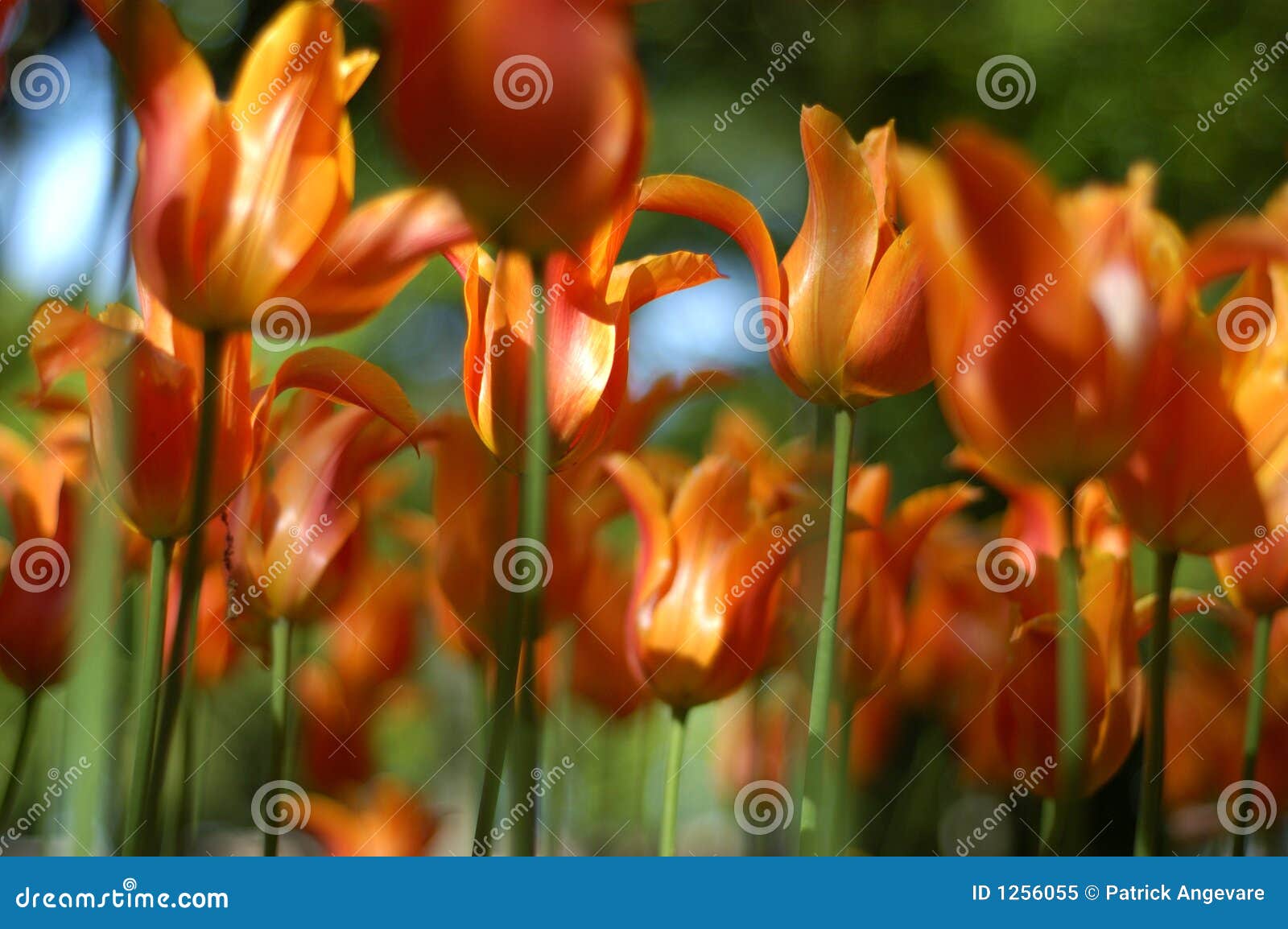 Orange tulips in the sun stock image. Image of tulip, wildflower - 1256055