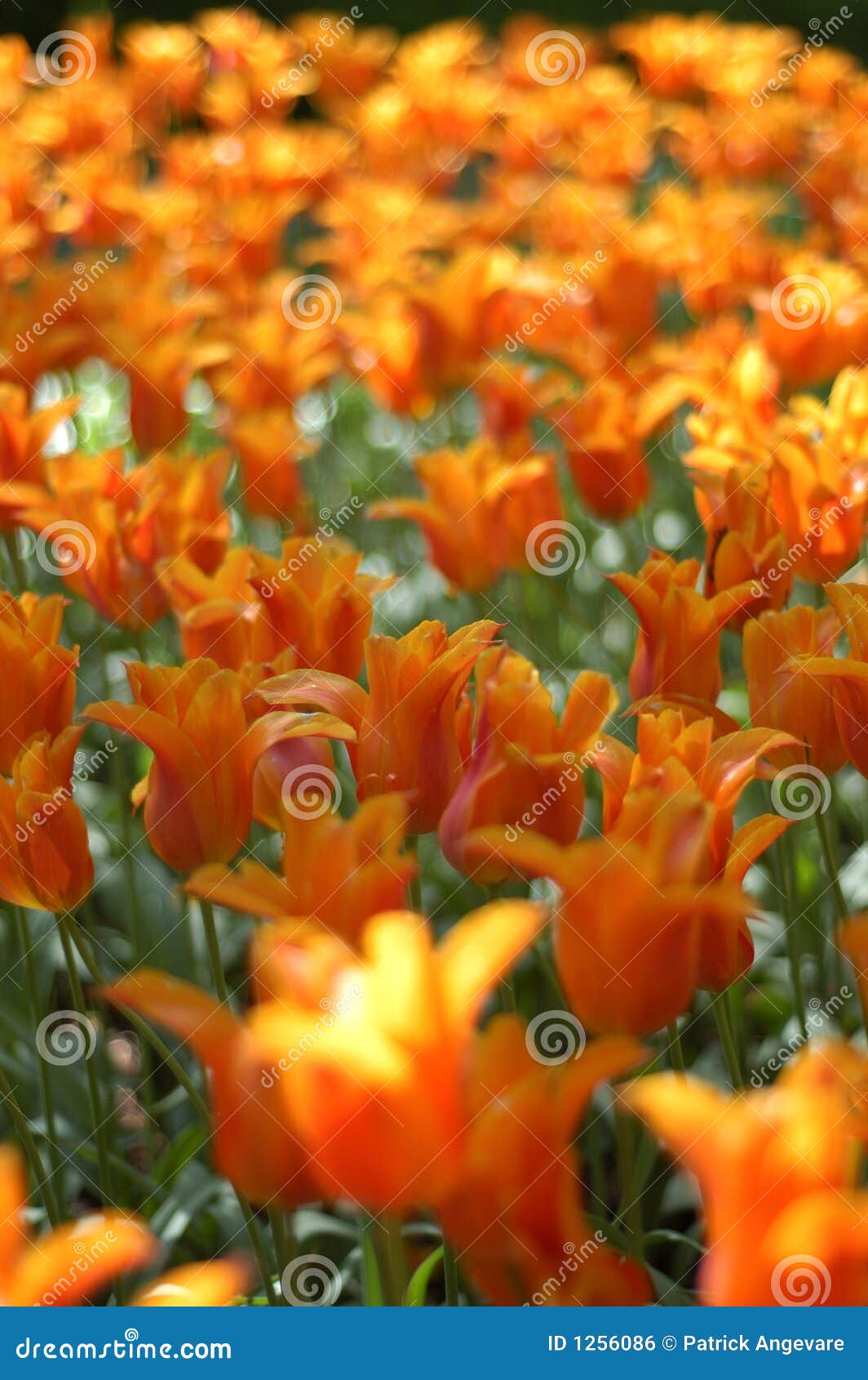 Orange tulips in the sun stock photo. Image of nature - 1256086