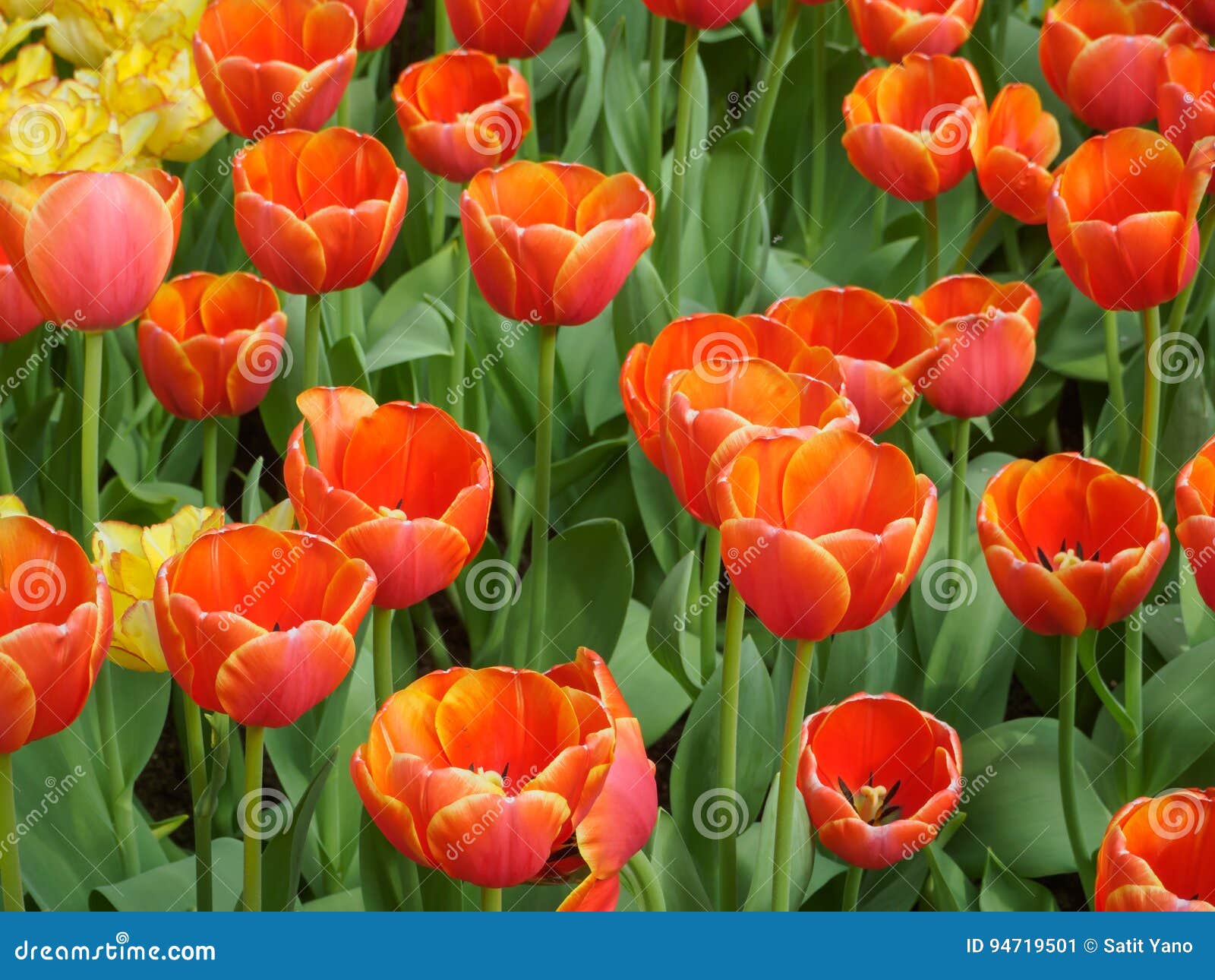 Orange tulpan fotografering för bildbyråer. Bild av härlig - 94719501