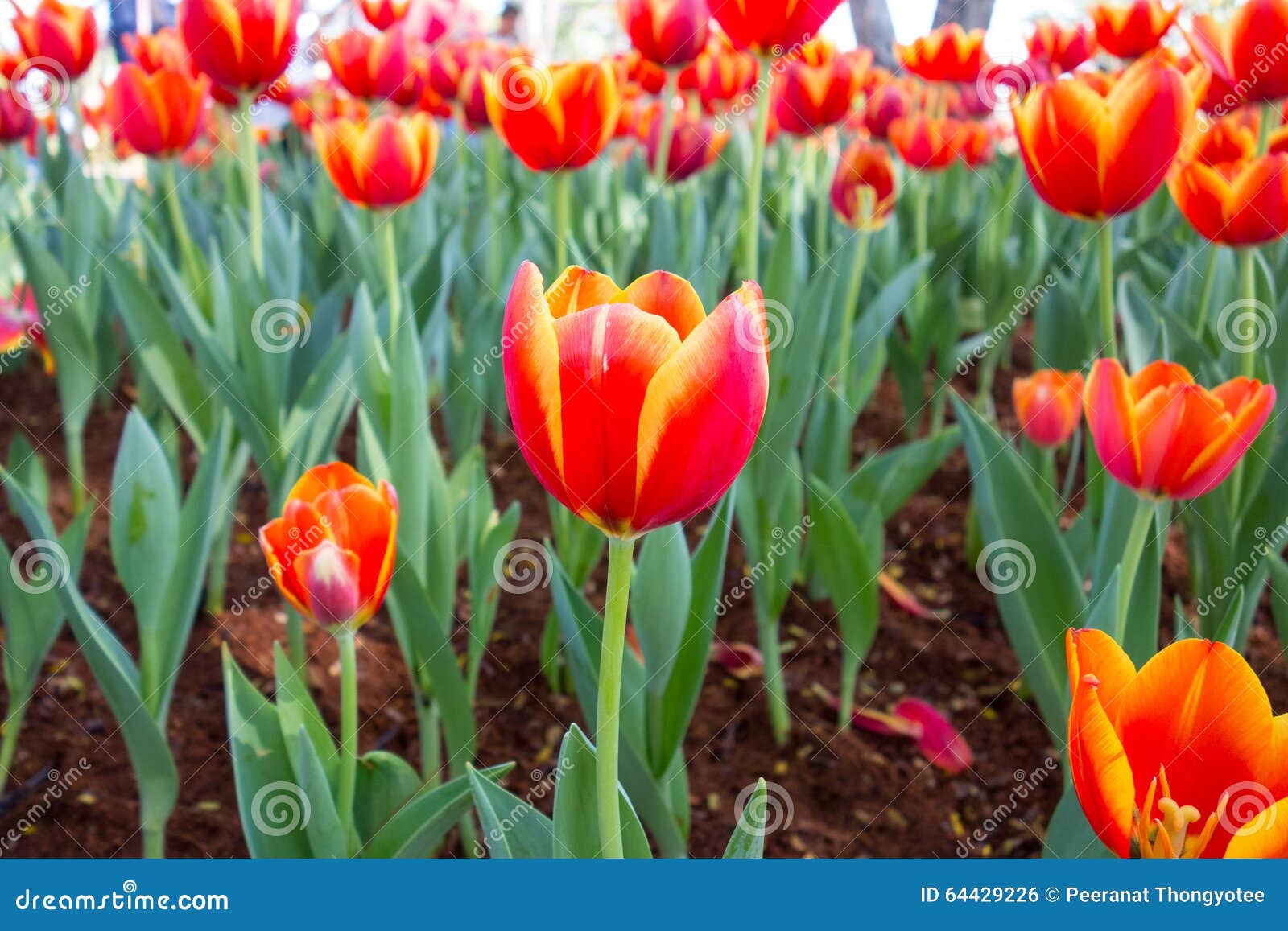 Orange Tulpe stockfoto. Bild von pflanzen, frech, schönheit - 64429226