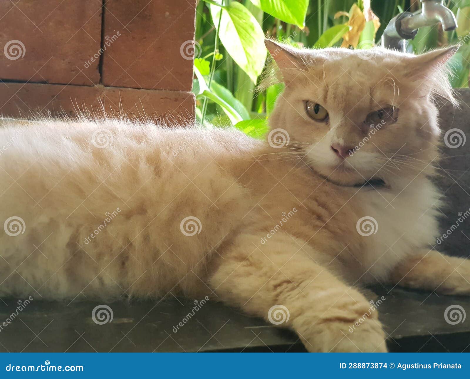 An Orange Turkish Angora Cat Stock Photo - Image of gazzaphoto, turkish ...