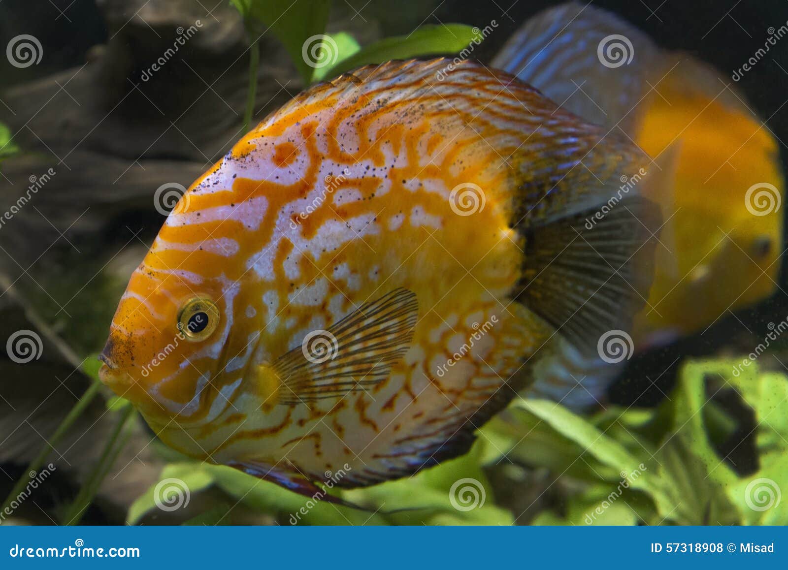 Orange Turquoise Discus Fish Stock Photo - Image of neon, nature: 57318908