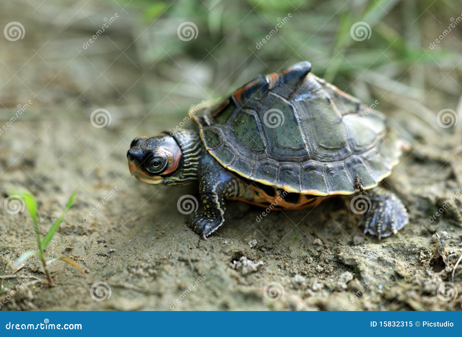 Orange turtle stock image. Image of funny, feed, moving - 15832315