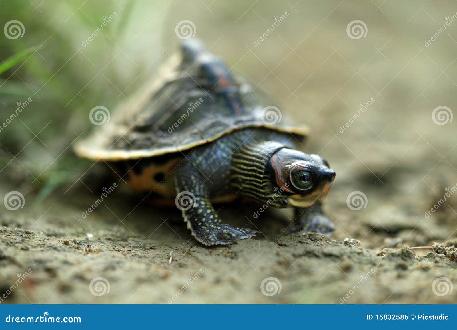 3,737 Orange Turtle Stock Photos - Free & Royalty-Free Stock Photos ...