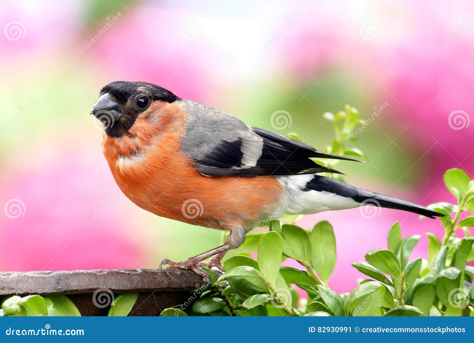 Orange Und Grey Black Small Bick Bird Bild. Bild: 82930991